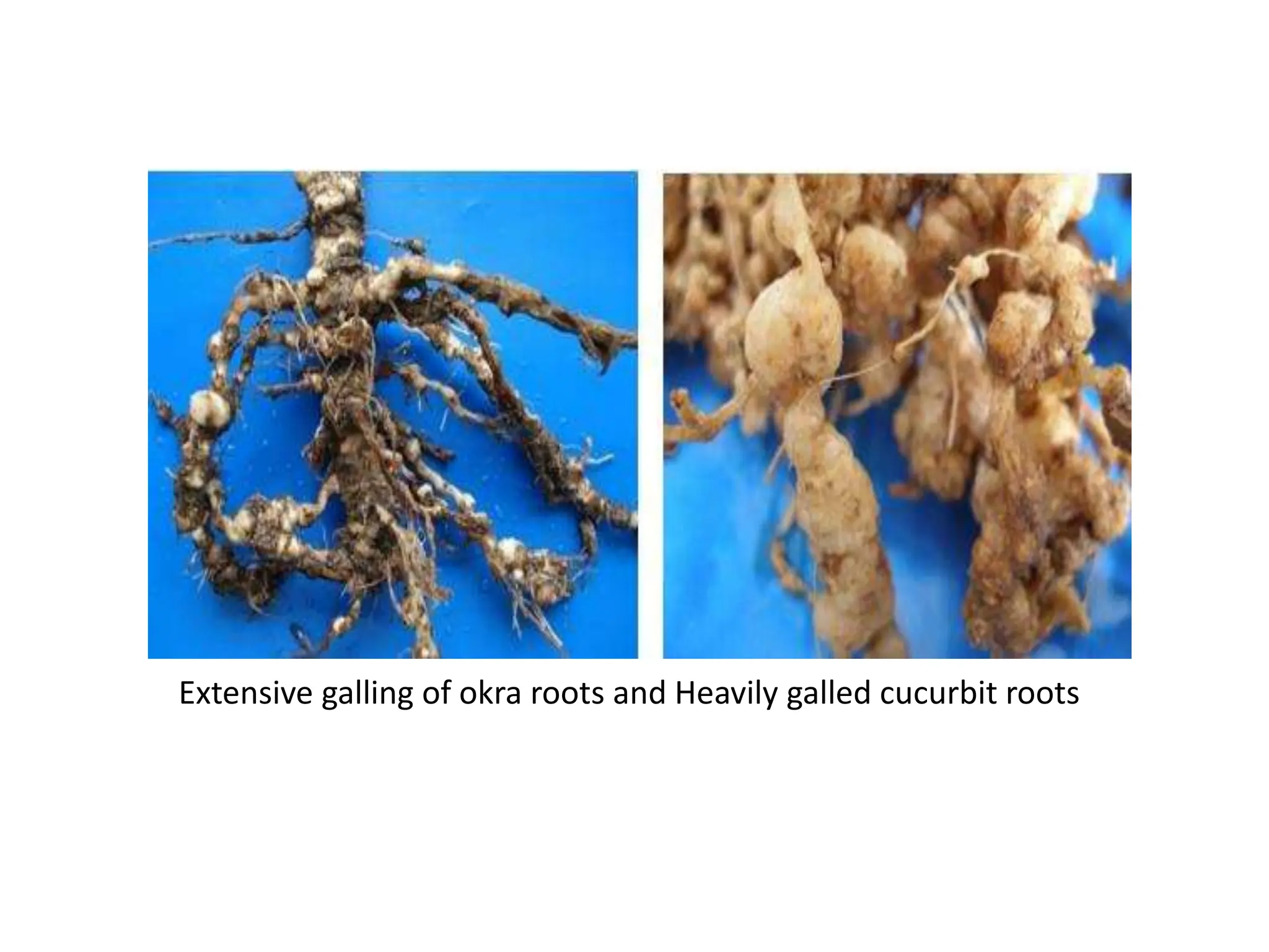 Symptoms caused by nematodes and its management | PPTX