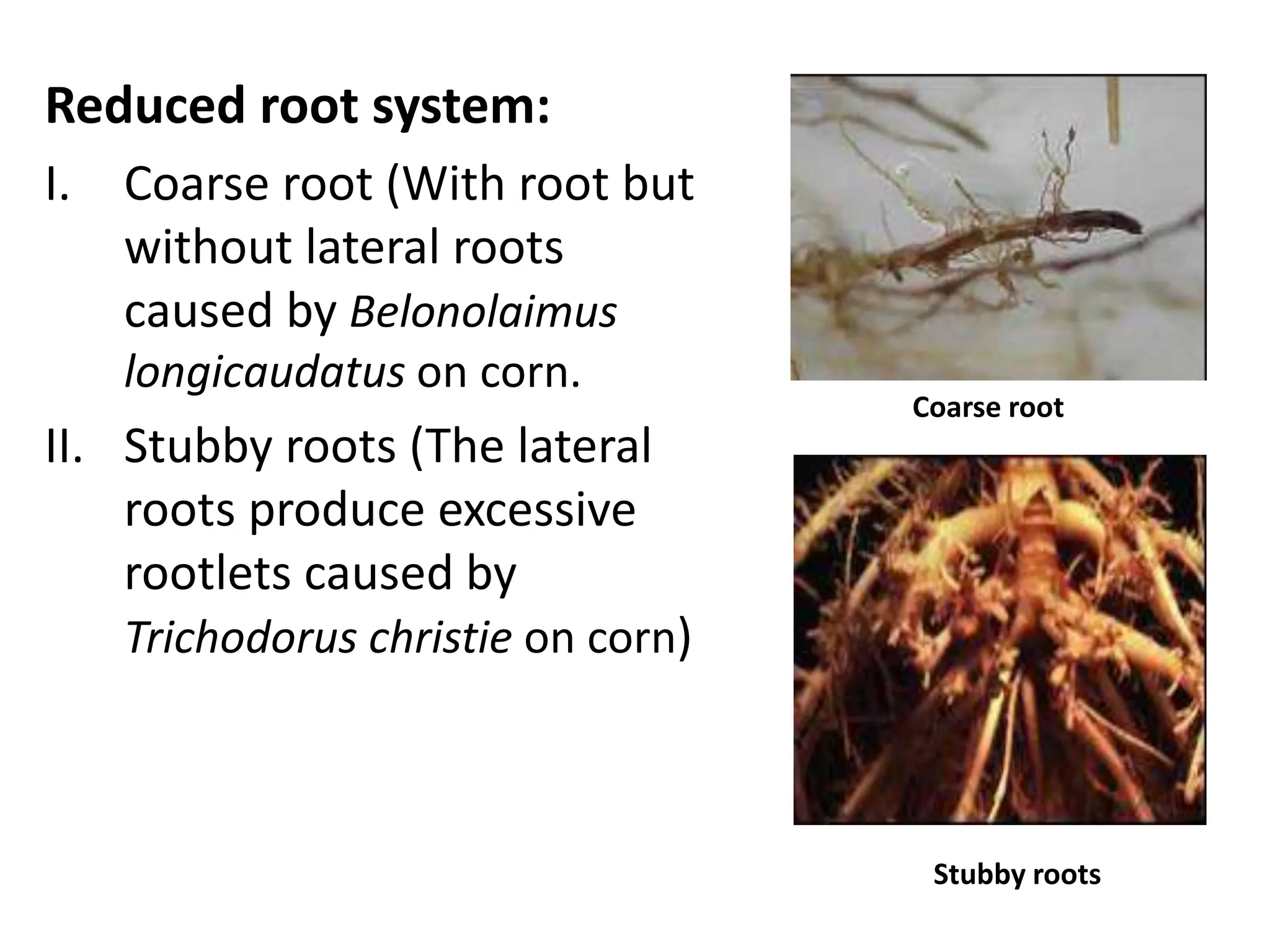 Symptoms caused by nematodes and its management | PPTX
