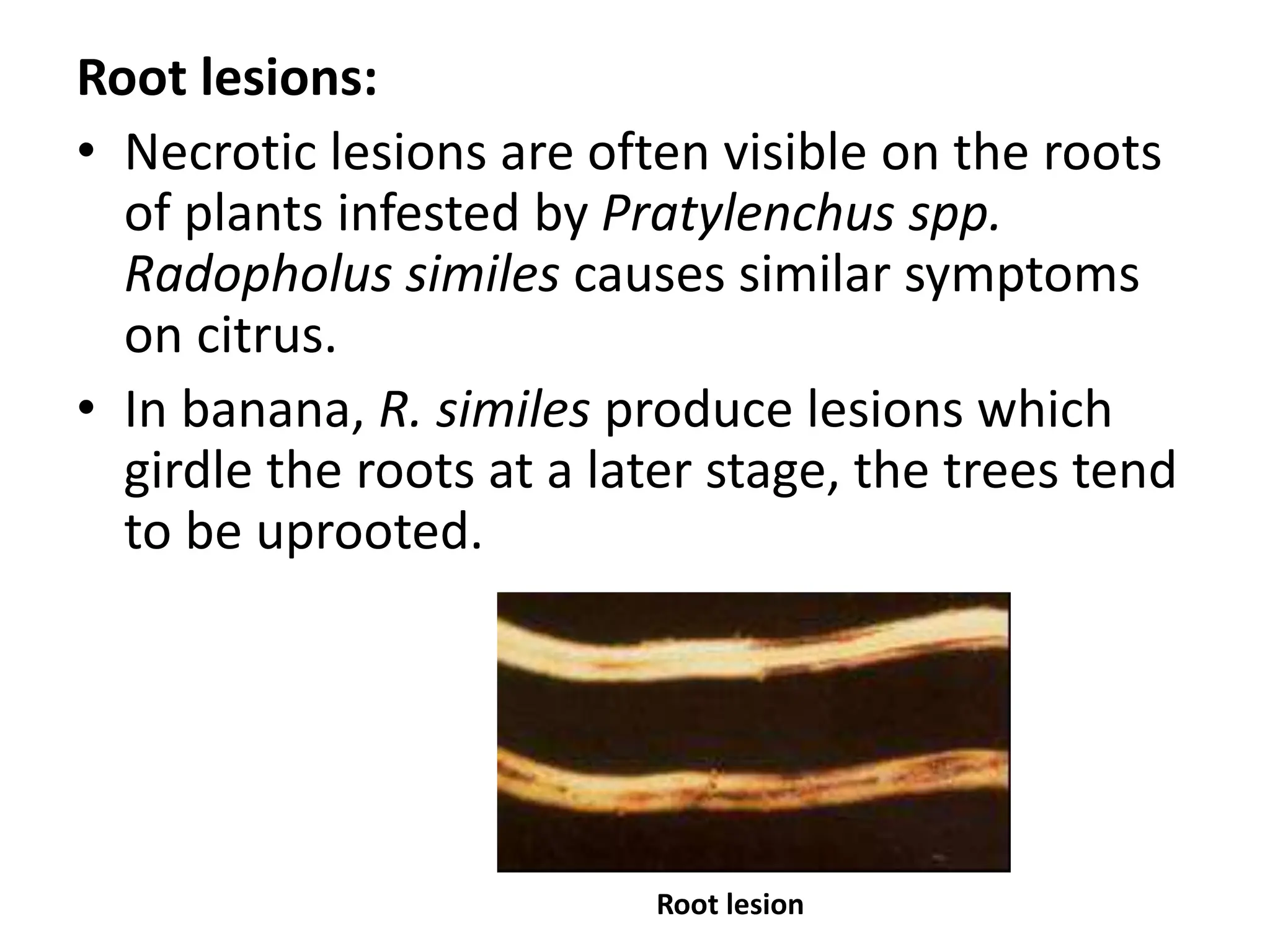 Symptoms caused by nematodes and its management | PPTX