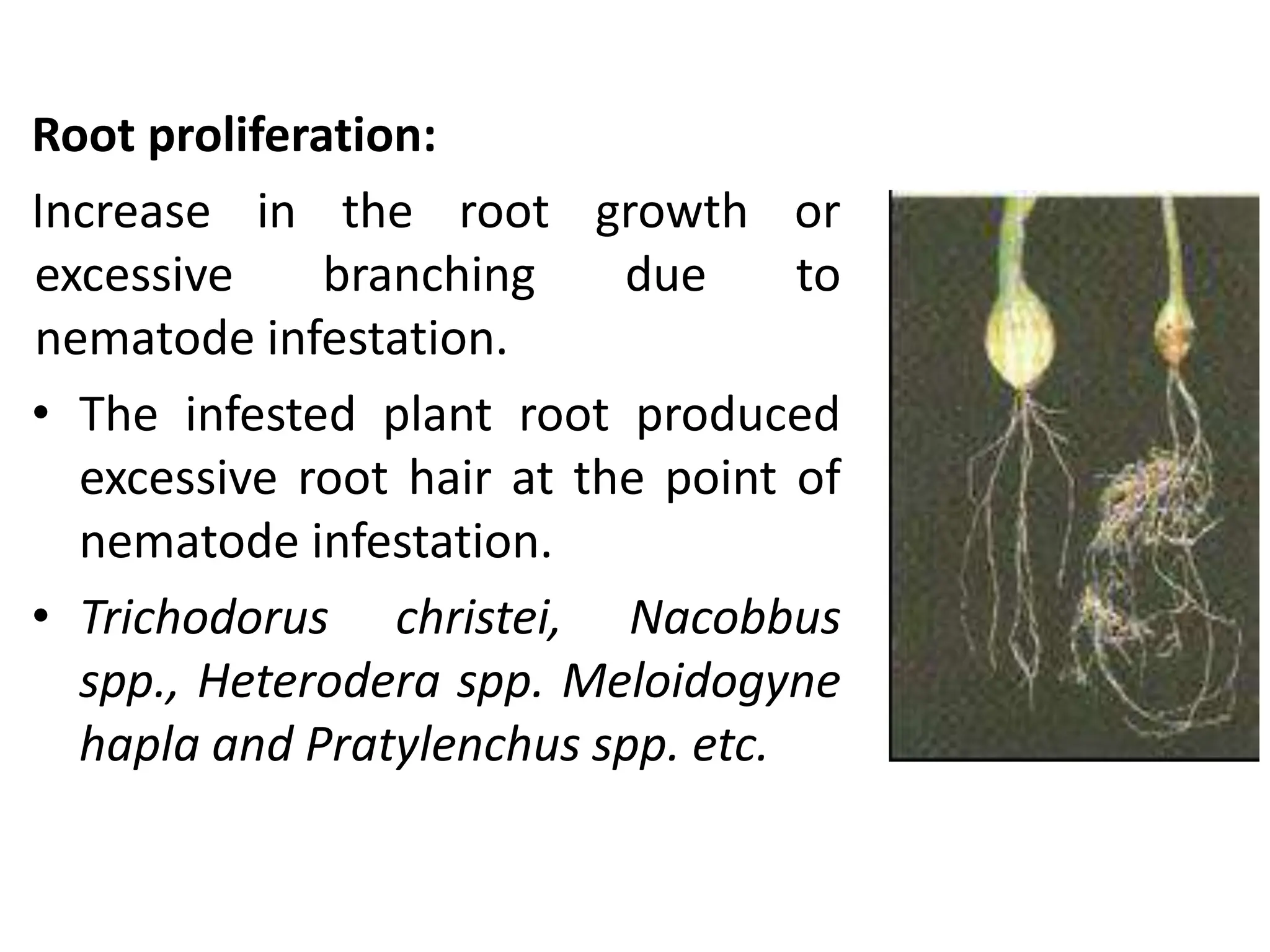 Symptoms caused by nematodes and its management | PPTX