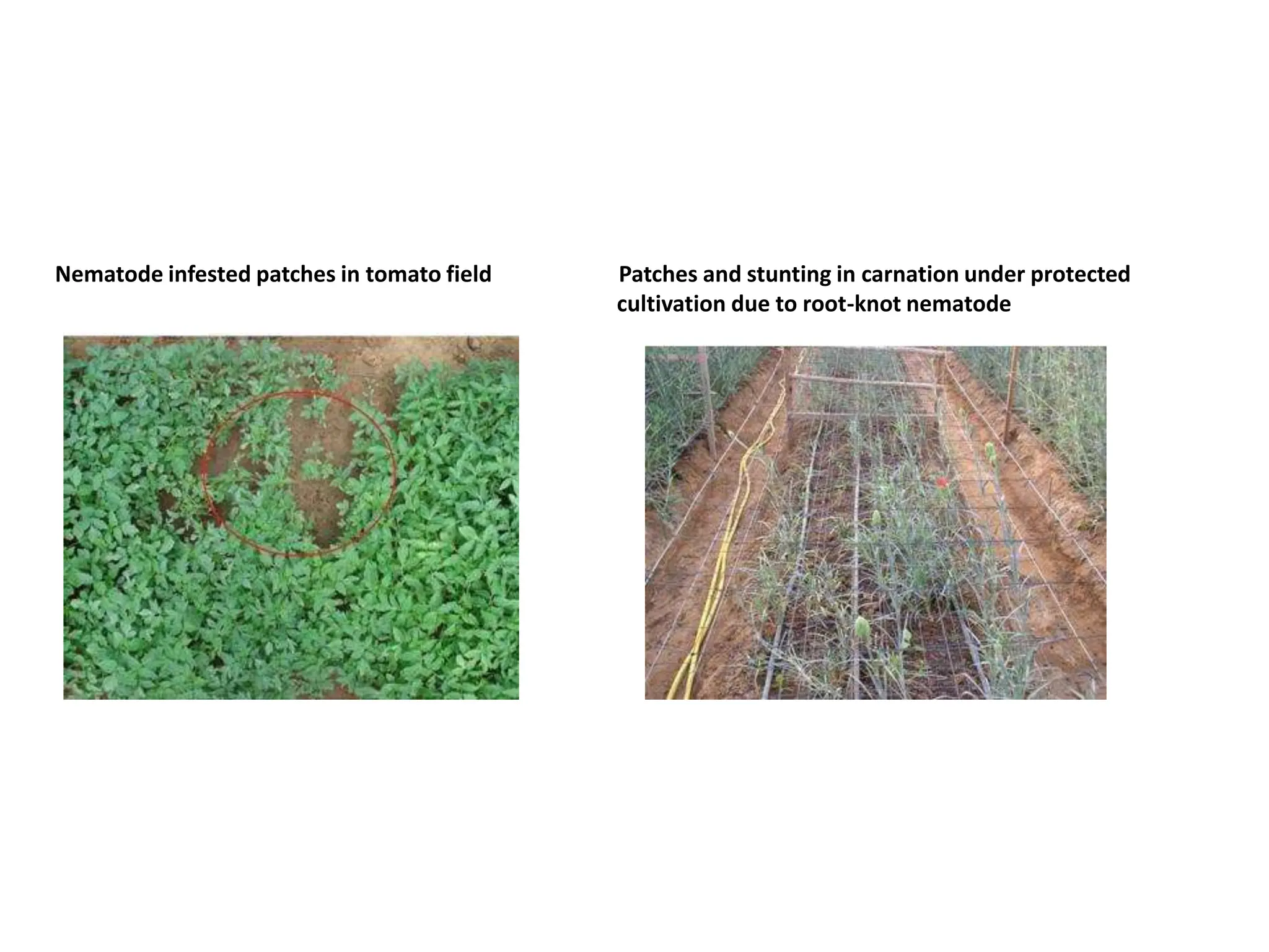 Symptoms caused by nematodes and its management | PPTX