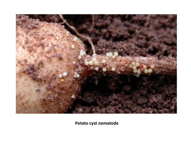 Symptoms caused by nematodes and its management | PPT