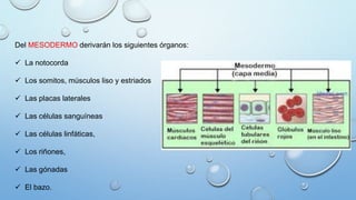 ORGANOGÉNESIS - en la embriologia .pptx