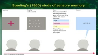 6. Sensory Memory and its types, and Short-term Memory.pptx