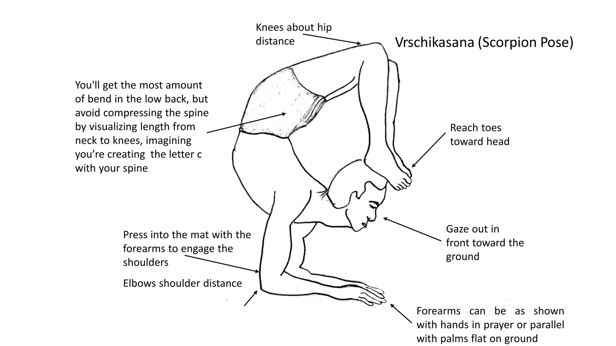 arm balance asana - Comprehensive understanding of arm balancing asana ...