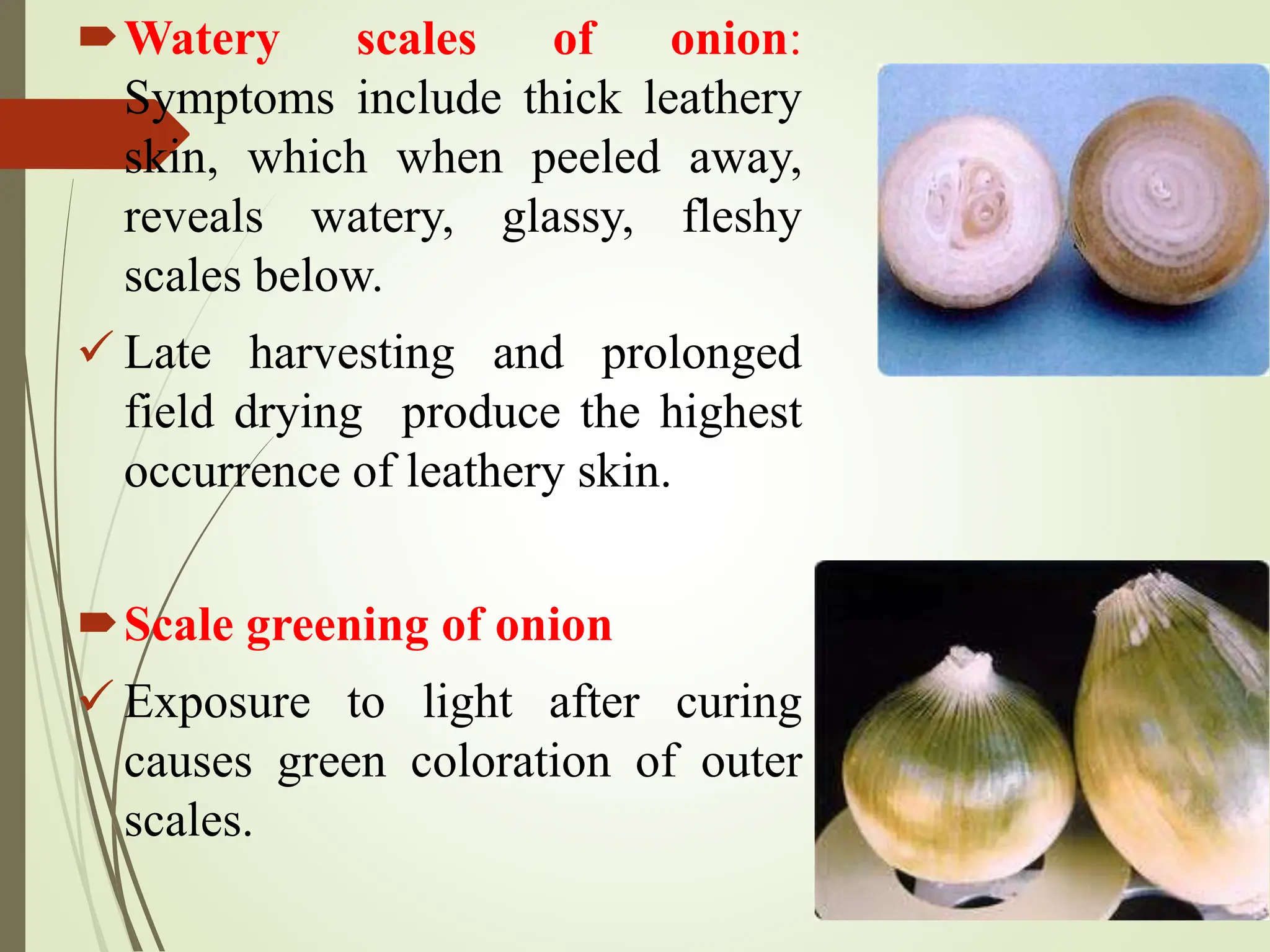 6. Physiological Disorder of fruits and vegetables.pptx