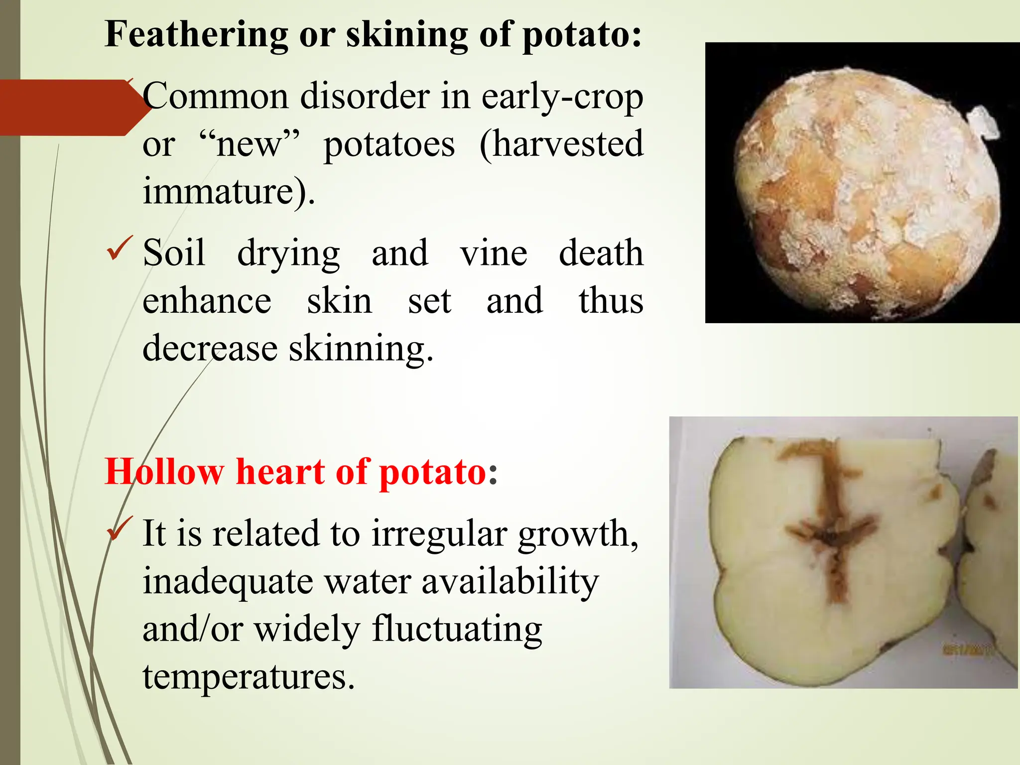 6. Physiological Disorder of fruits and vegetables.pptx