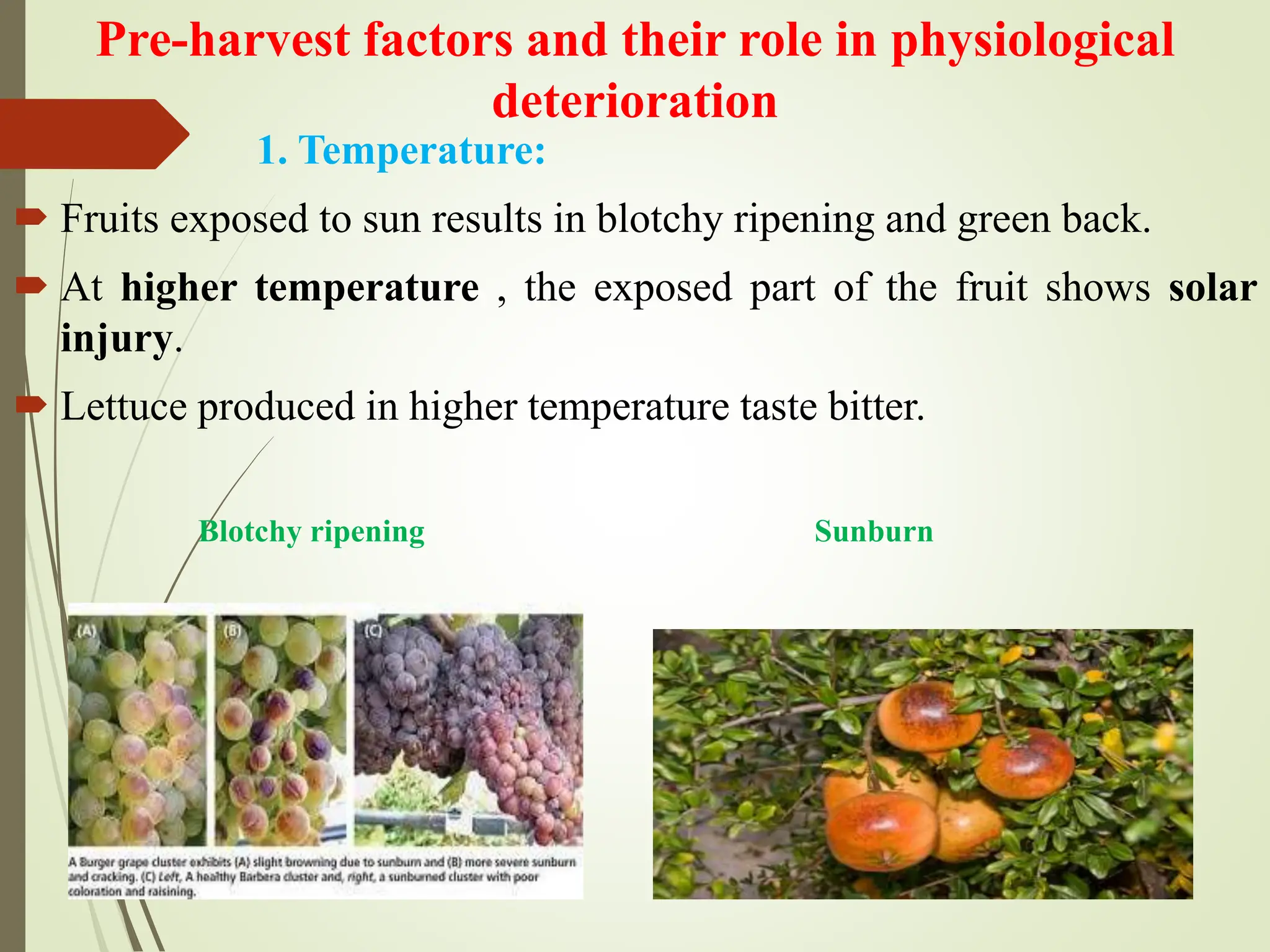 6. Physiological Disorder of fruits and vegetables.pptx