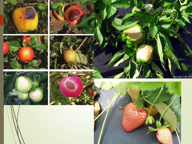 6. Physiological Disorder of fruits and vegetables.pptx