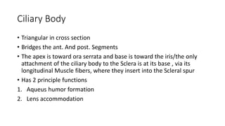 Uveal tract anatomy and physiology with descriptions | PPTX