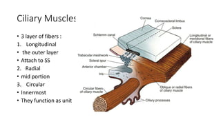 Uveal tract anatomy and physiology with descriptions | PPTX
