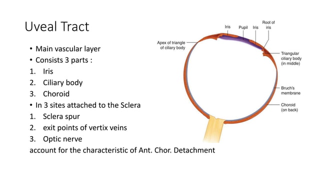Uveal tract anatomy and physiology with descriptions | PPT