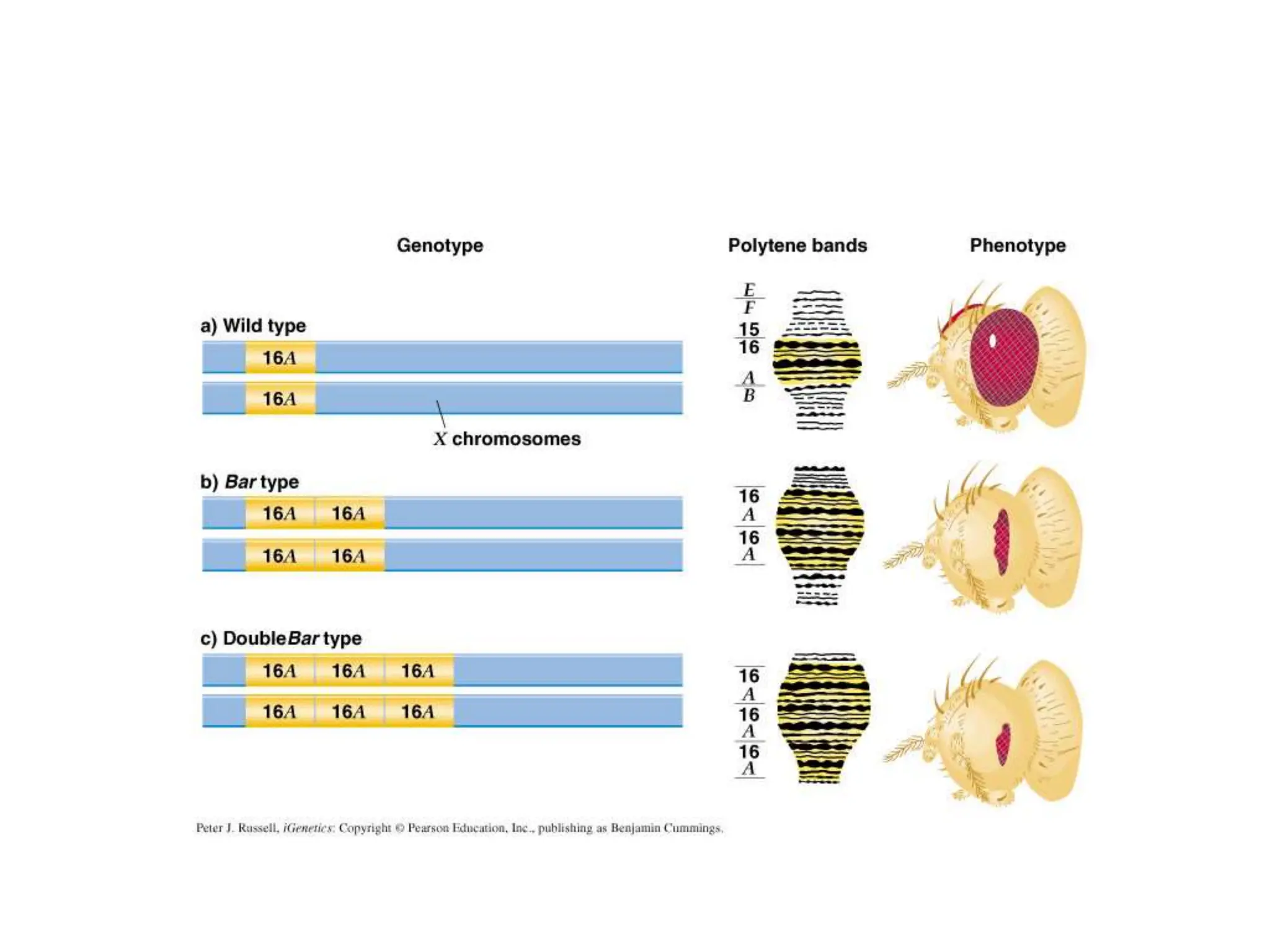 6 Chromosomal Aberrations Structural Ppt
