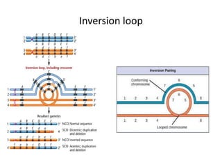 6. Chromosomal aberrations - Structural | PPT