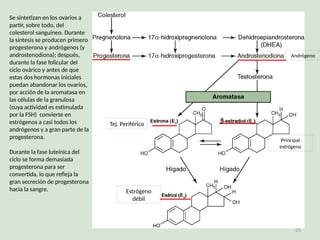 Fisiología femenina y órganos externos.pptx