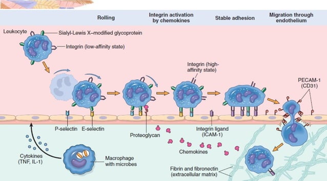 ROLE OF COMPLEMENT SYSTEM IN ACUTE INFLAMMATION.pptx | Blood Disorders ...