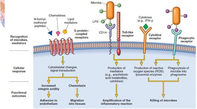 ROLE OF COMPLEMENT SYSTEM IN ACUTE INFLAMMATION.pptx | Blood Disorders ...