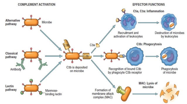 ROLE OF COMPLEMENT SYSTEM IN ACUTE INFLAMMATION.pptx | Blood Disorders ...
