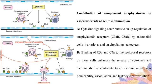 ROLE OF COMPLEMENT SYSTEM IN ACUTE INFLAMMATION.pptx | Blood Disorders ...