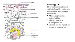 6. Glycoside, aloe, senna, bitter almondpptx | PPTX