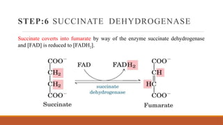 DPT - Biochemistry & Genetics - II (Metabolism of Carbohydrates) Citric ...