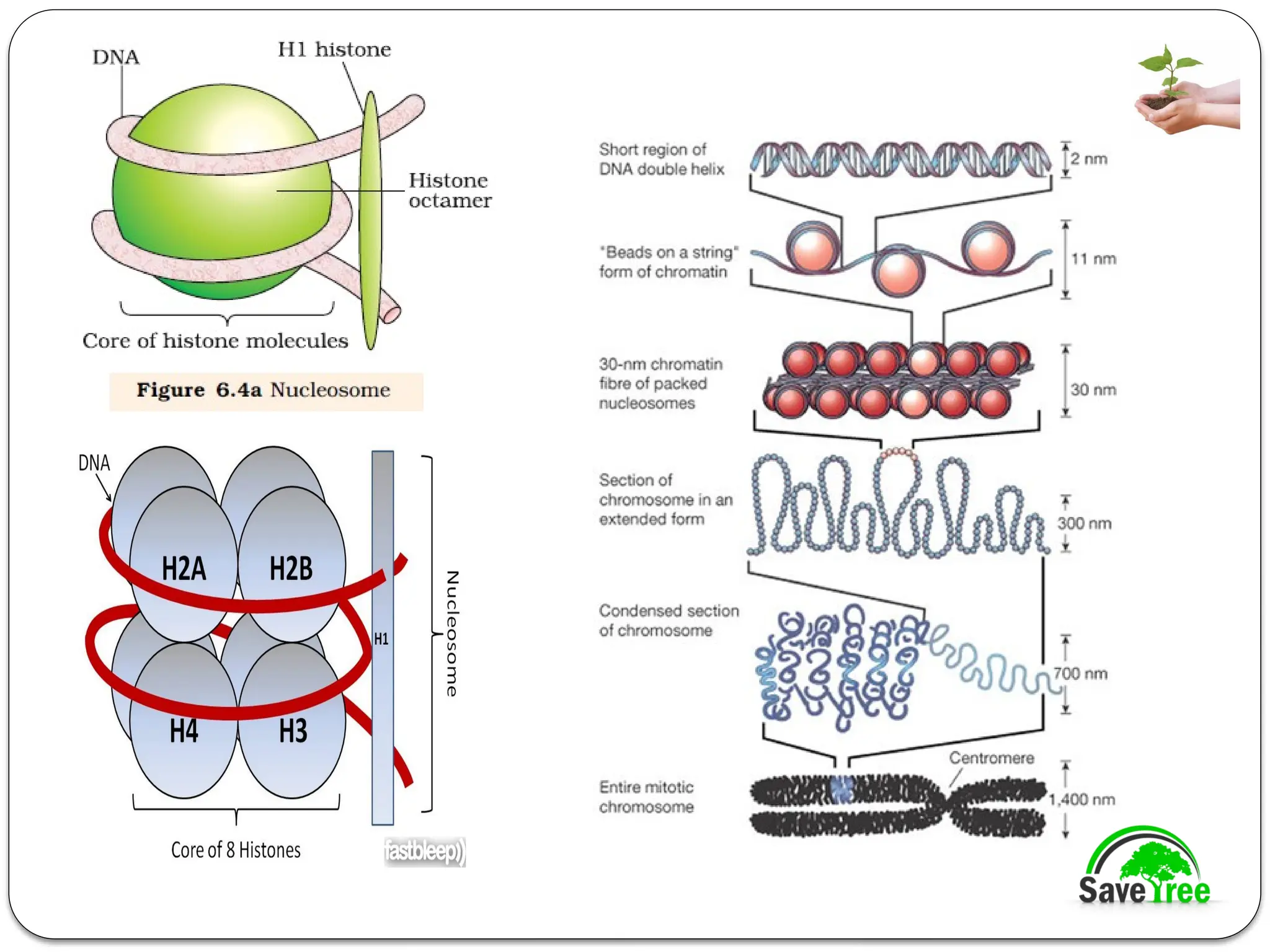 Class 12th Biology Chapter MOLECULAR BASIS OF INHERITANCE | PPTX