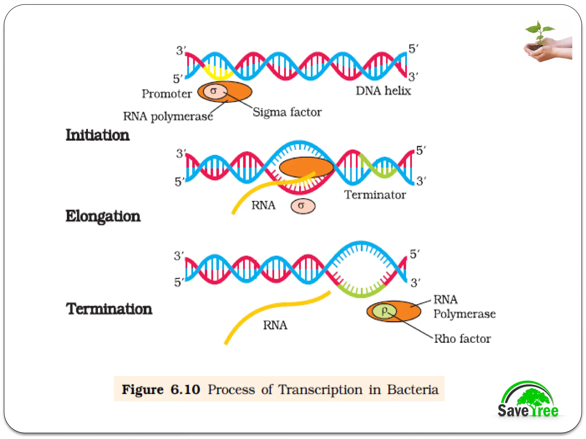Class 12th Biology Chapter MOLECULAR BASIS OF INHERITANCE | PPTX