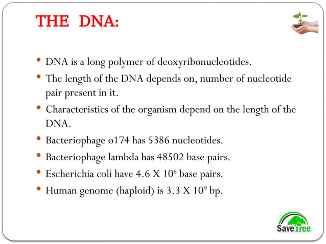 Class 12th Biology Chapter MOLECULAR BASIS OF INHERITANCE | PPTX