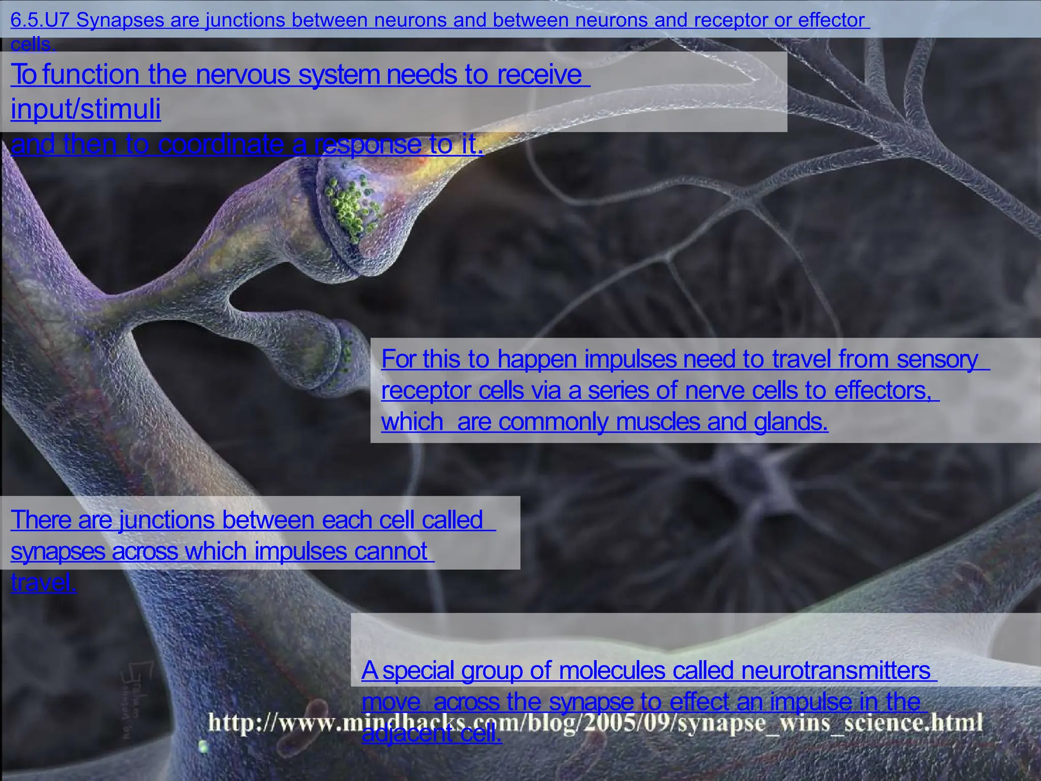 Nervous system IBDP Biology presentation 6.5 | PPT