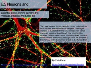 Nervous system IBDP Biology presentation 6.5 | PPTX