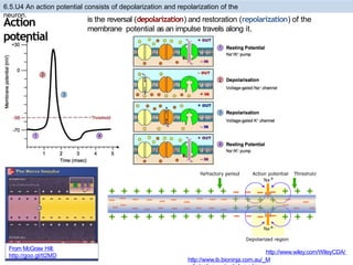 Nervous system IBDP Biology presentation 6.5 | PPT