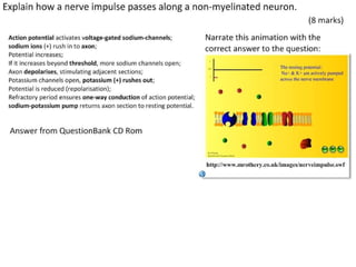 Nervous system IBDP Biology presentation 6.5 | PPT