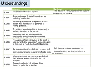 Nervous system IBDP Biology presentation 6.5 | PPT