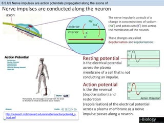 Nervous system IBDP Biology presentation 6.5 | PPTX