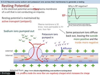 Nervous system IBDP Biology presentation 6.5 | PPT