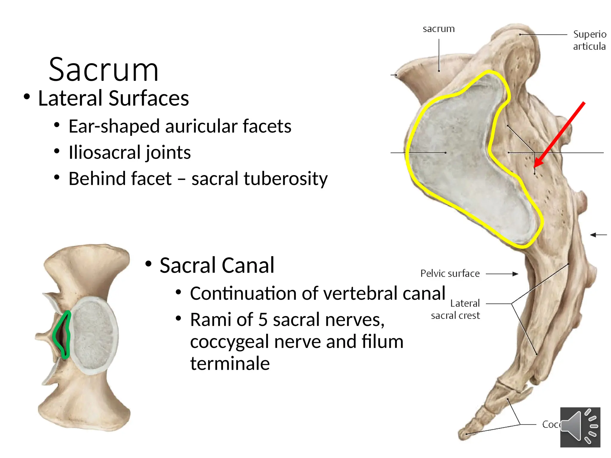 Anatomy of the Bony Pelvis in Humans presentation | PPTX