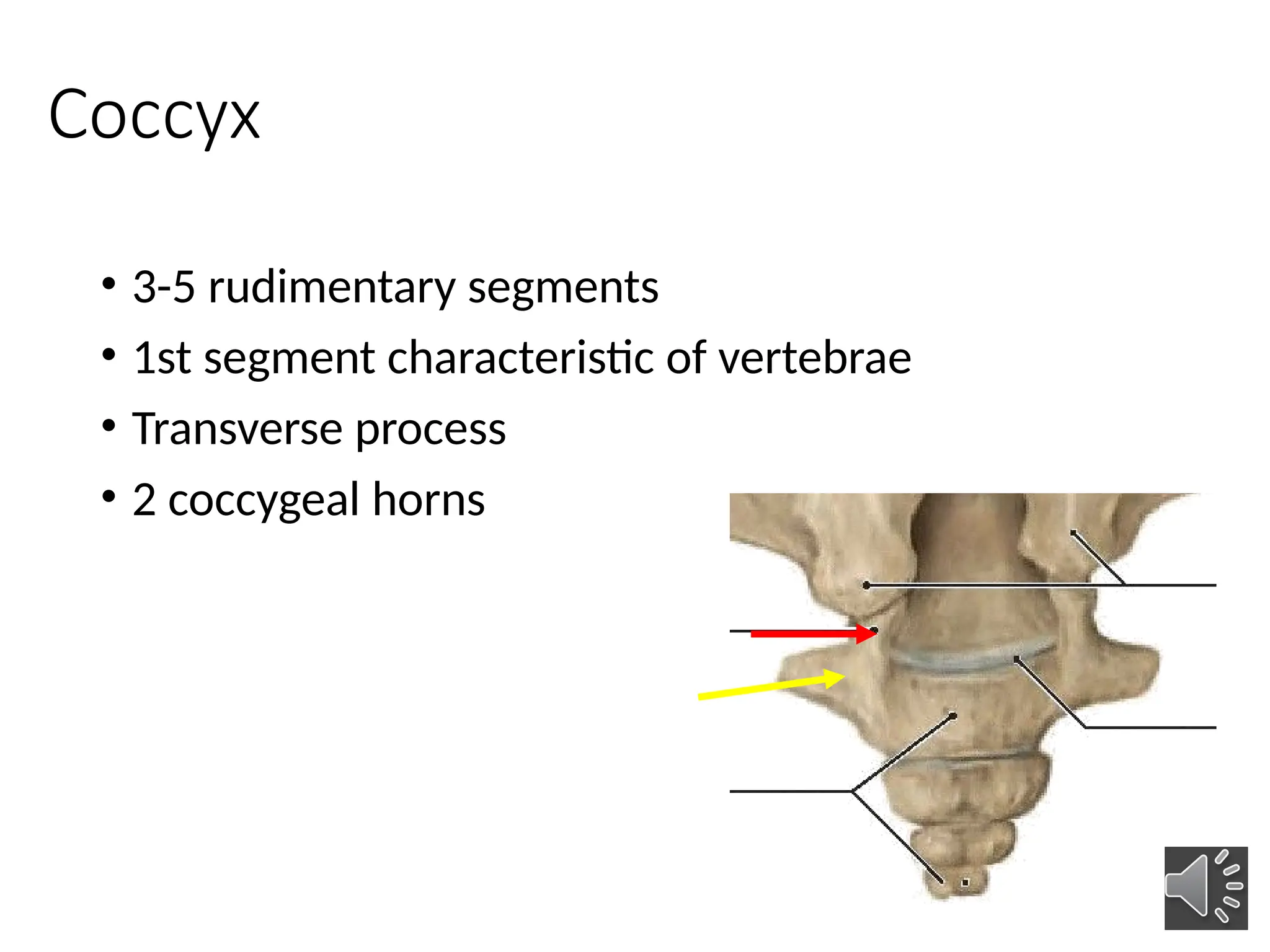 Anatomy of the Bony Pelvis in Humans presentation | PPTX