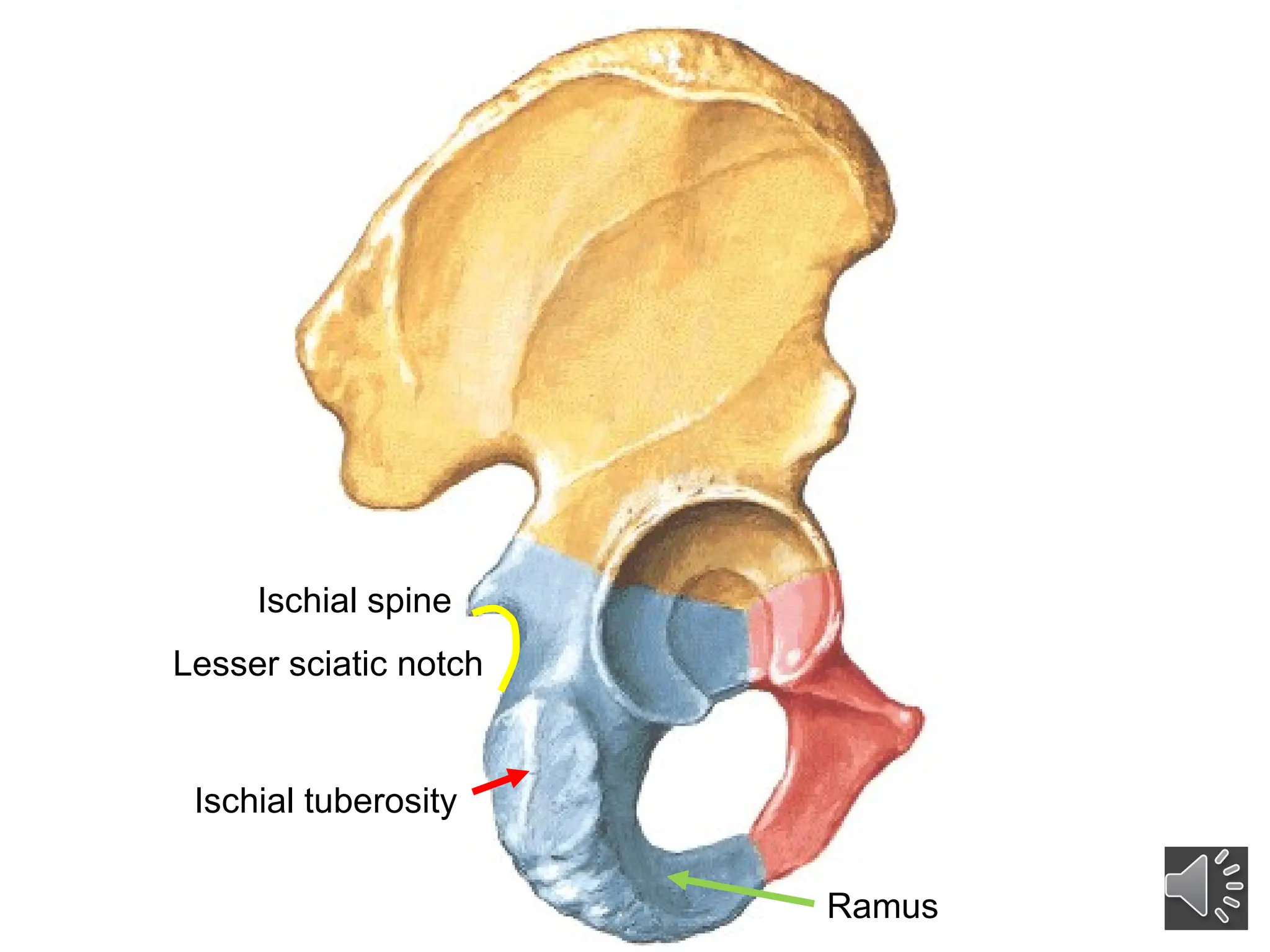 Anatomy of the Bony Pelvis in Humans presentation | PPTX