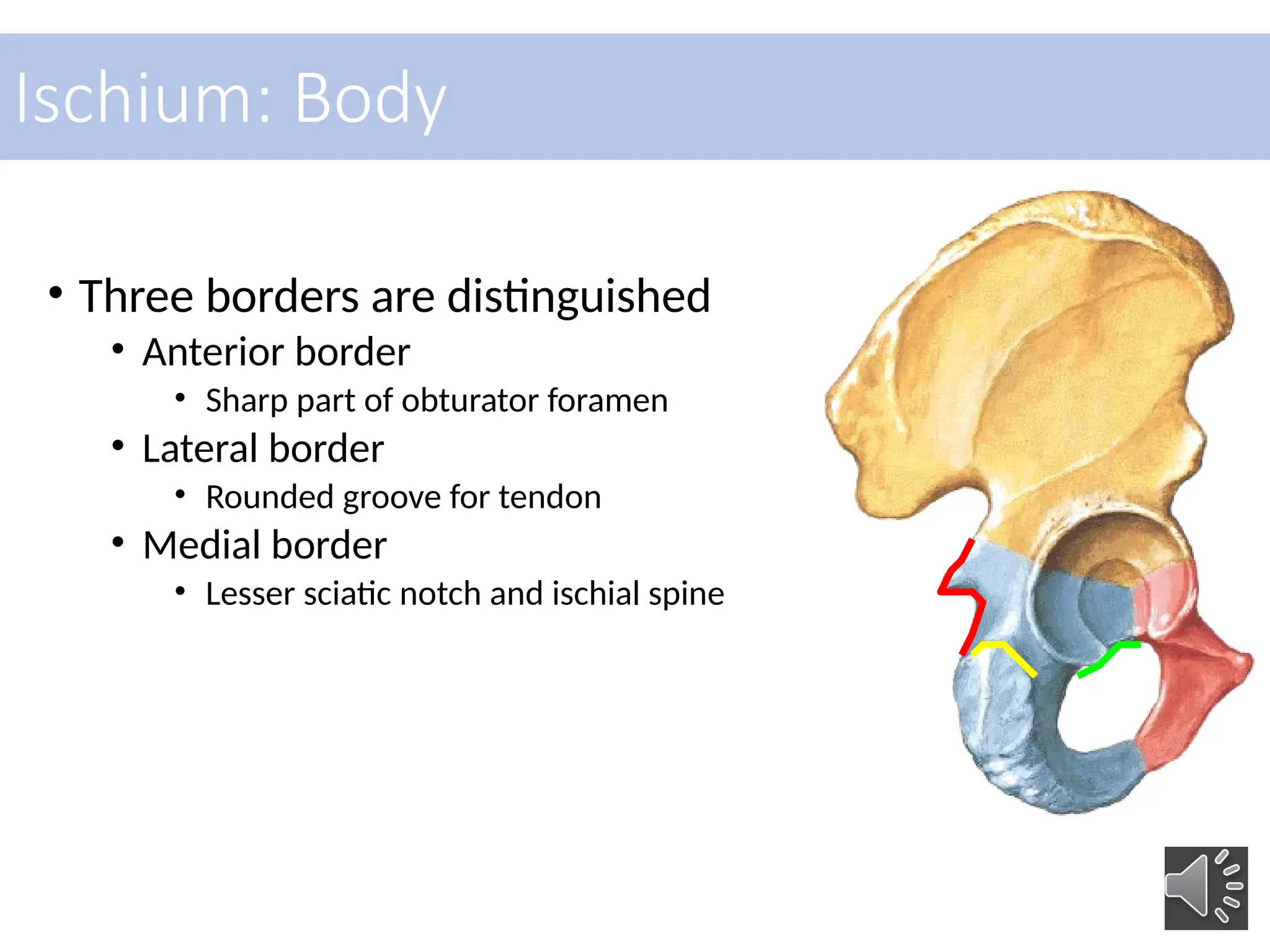 Anatomy of the Bony Pelvis in Humans presentation | PPTX