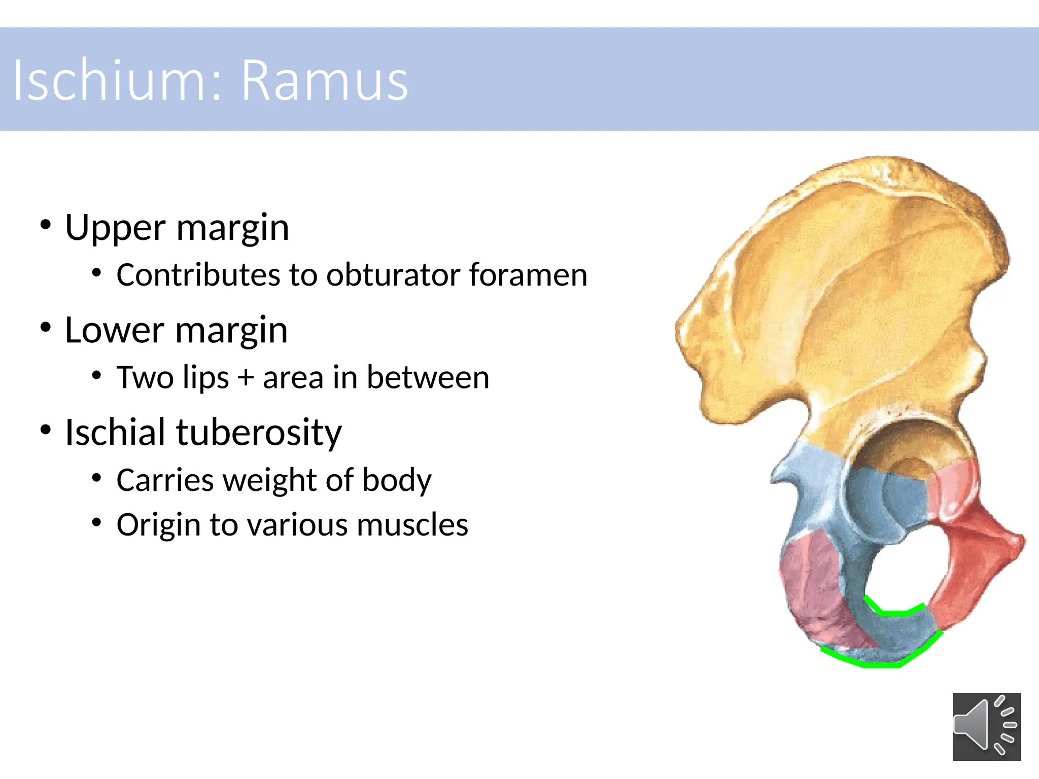 Anatomy of the Bony Pelvis in Humans presentation | PPTX