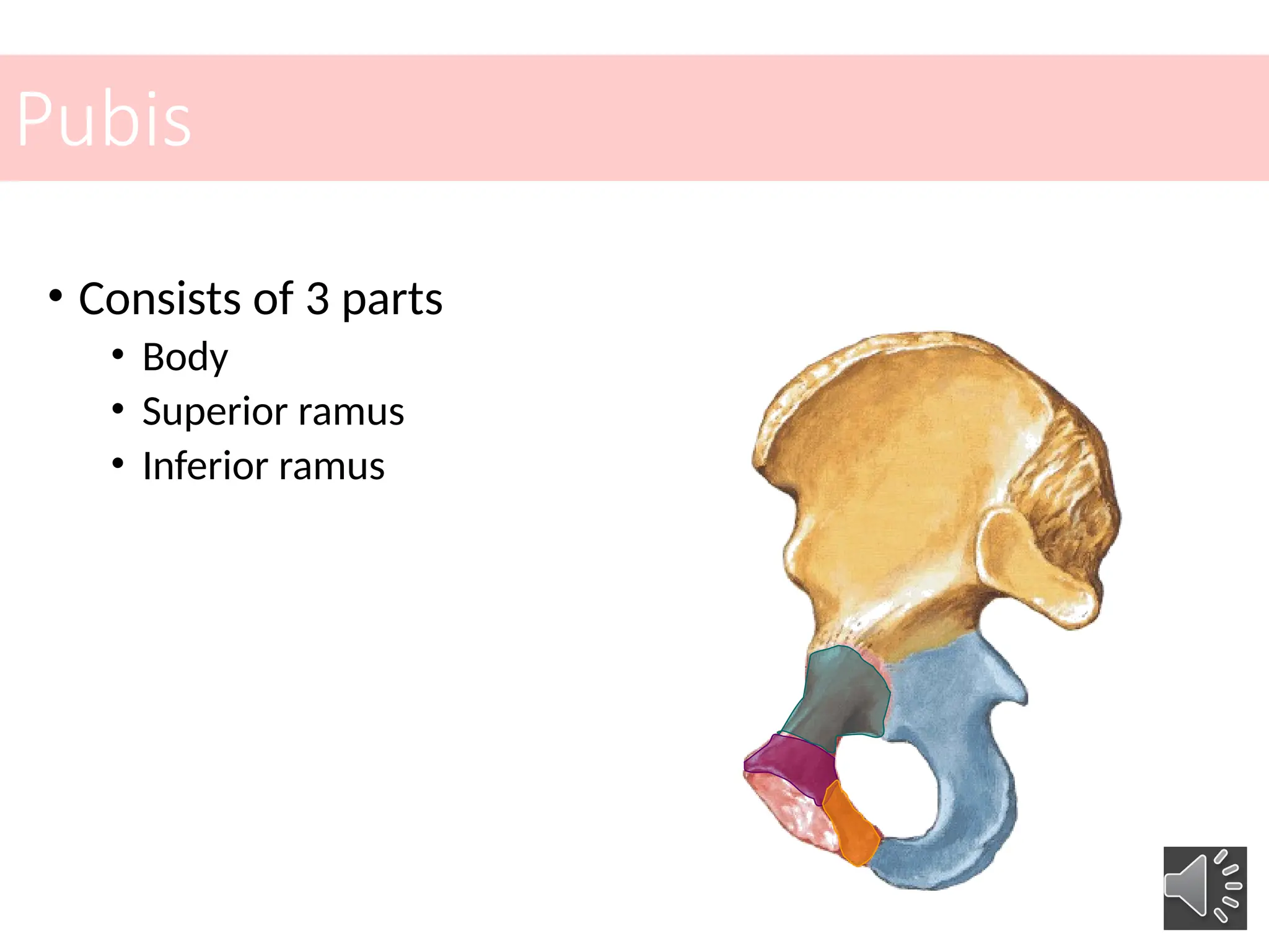 Anatomy of the Bony Pelvis in Humans presentation | PPTX