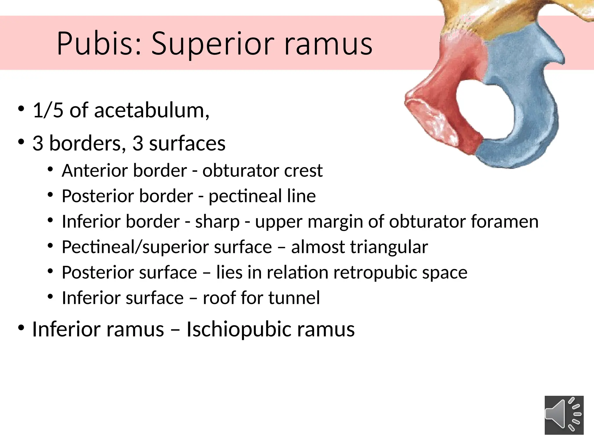 Anatomy of the Bony Pelvis in Humans presentation | PPTX