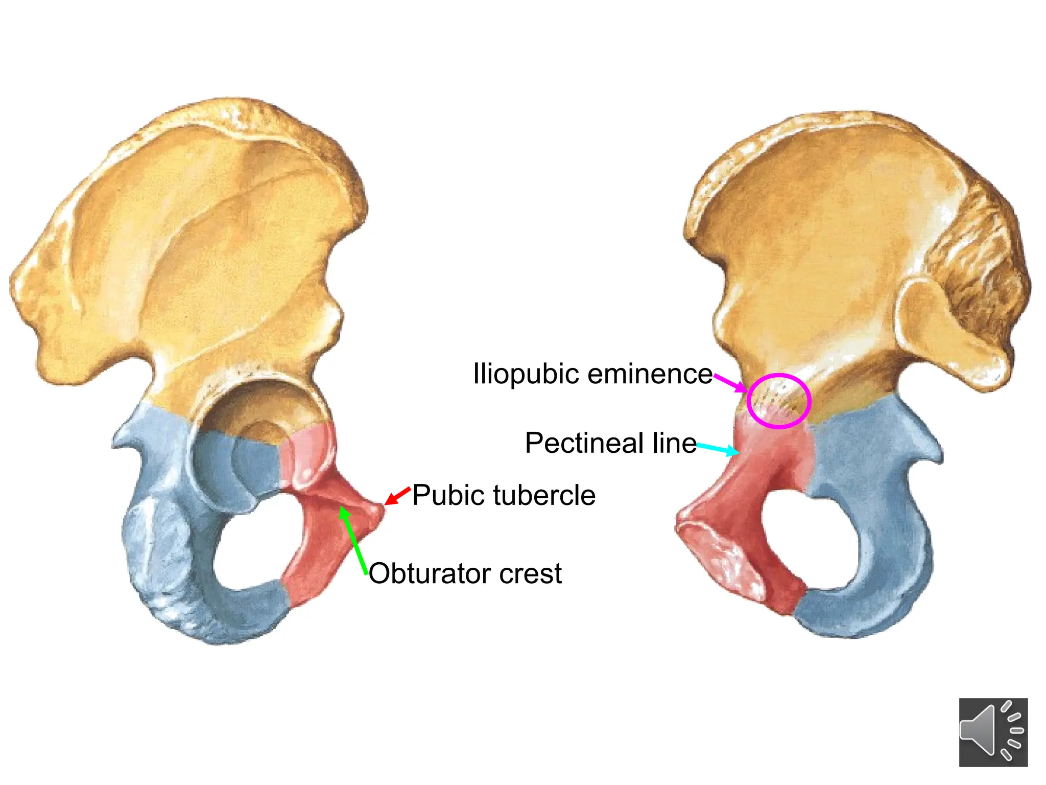 Anatomy of the Bony Pelvis in Humans presentation | PPTX