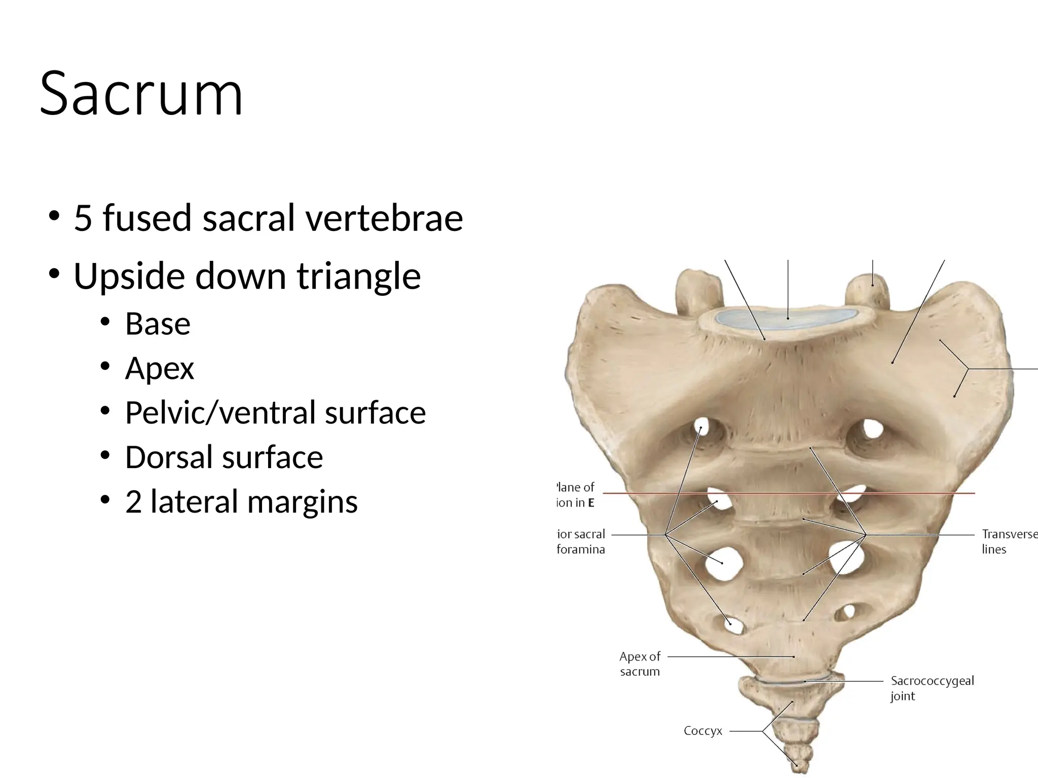 Anatomy of the Bony Pelvis in Humans presentation | PPTX