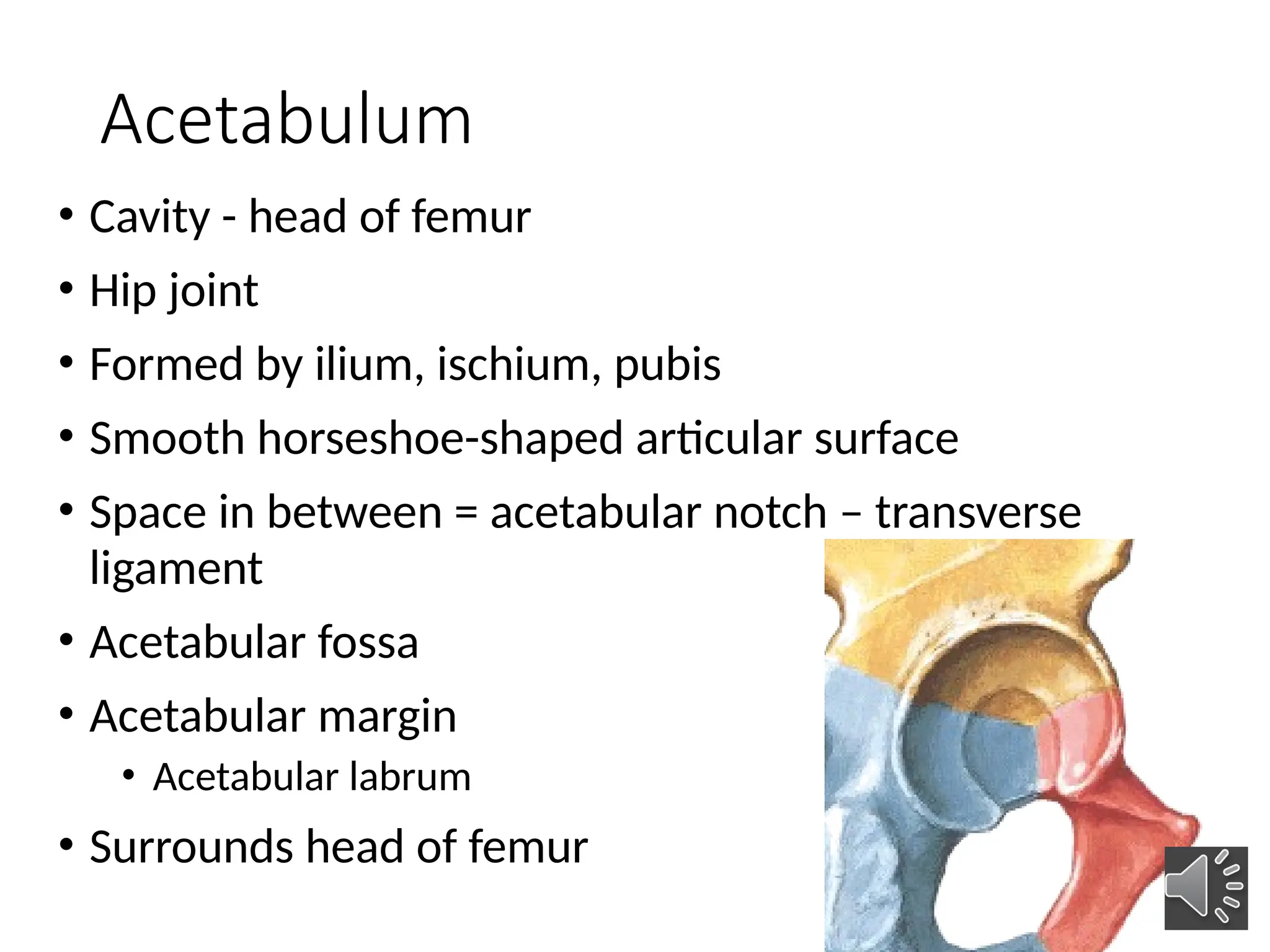 Anatomy of the Bony Pelvis in Humans presentation | PPTX