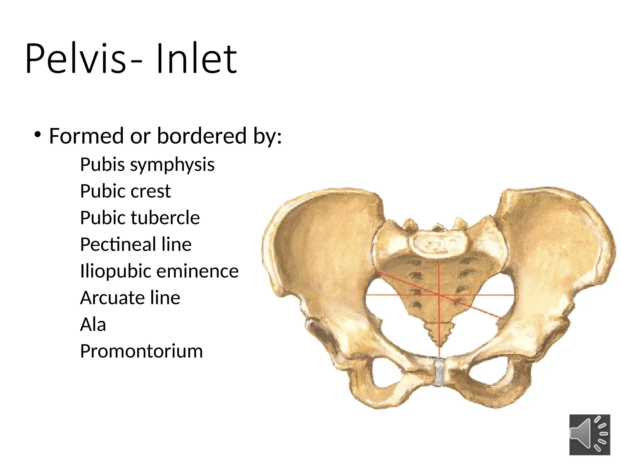 Anatomy of the Bony Pelvis in Humans presentation | PPTX