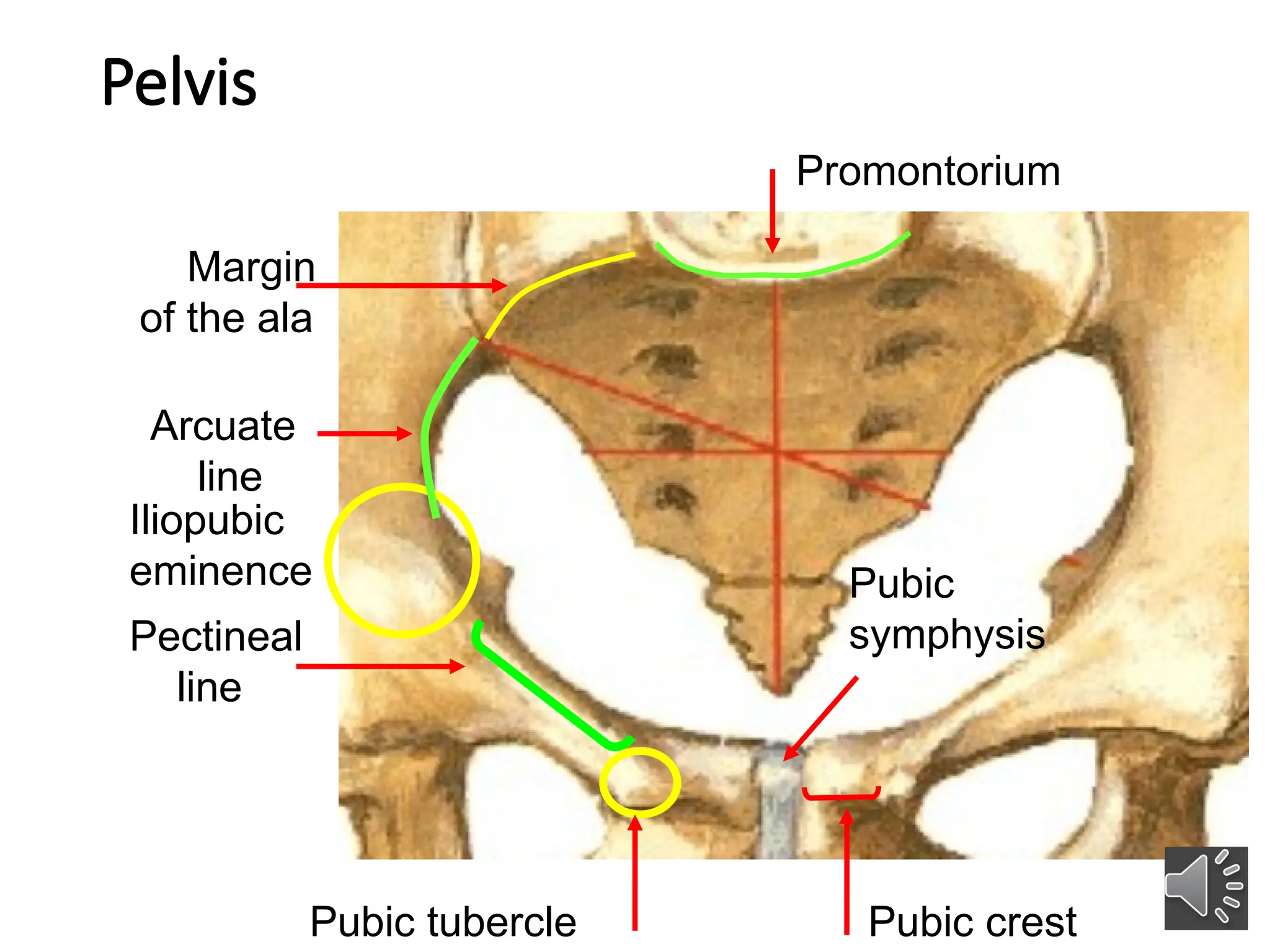 Anatomy of the Bony Pelvis in Humans presentation | PPTX
