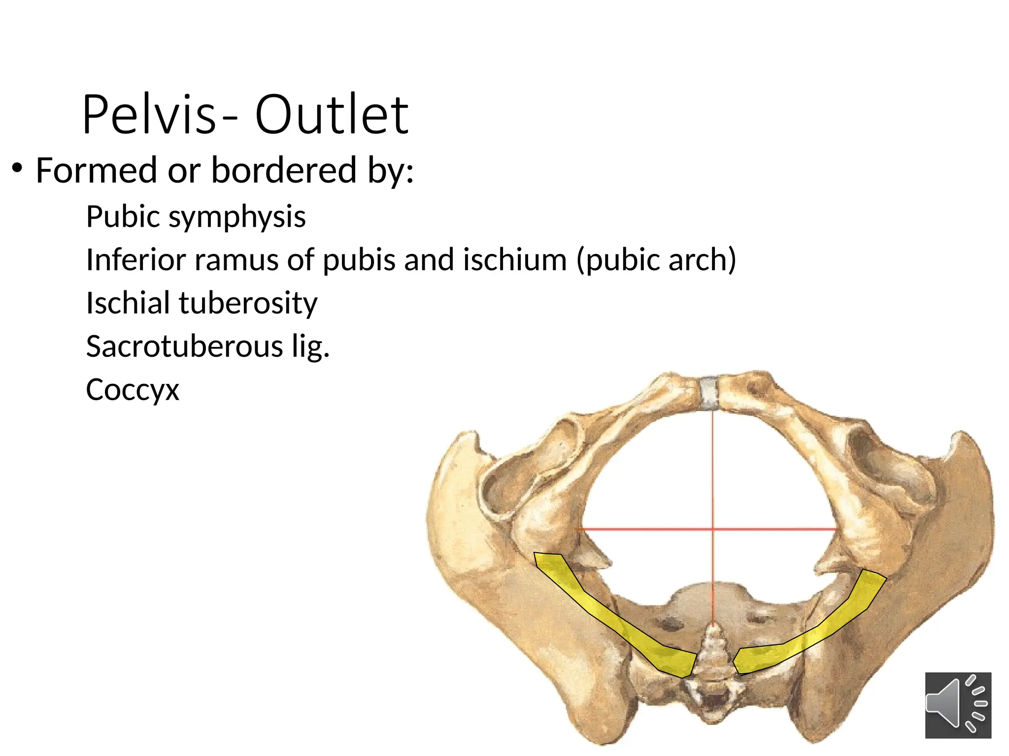 Anatomy of the Bony Pelvis in Humans presentation | PPTX