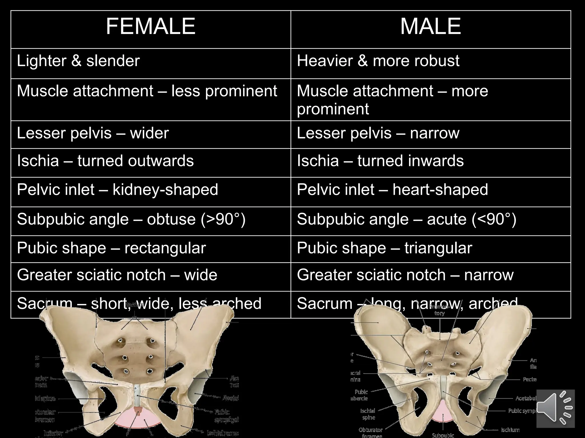 Anatomy of the Bony Pelvis in Humans presentation | PPT