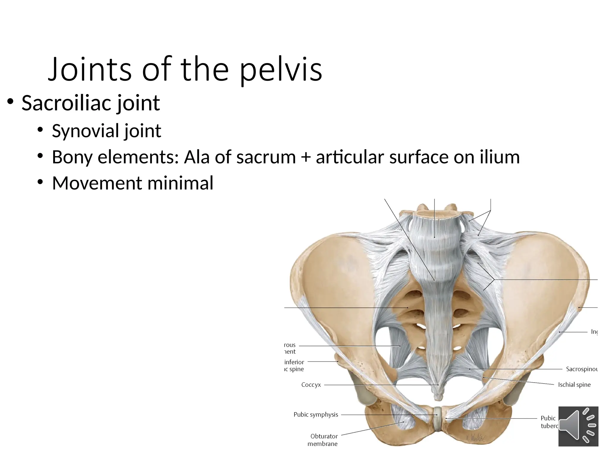 Anatomy of the Bony Pelvis in Humans presentation | PPTX